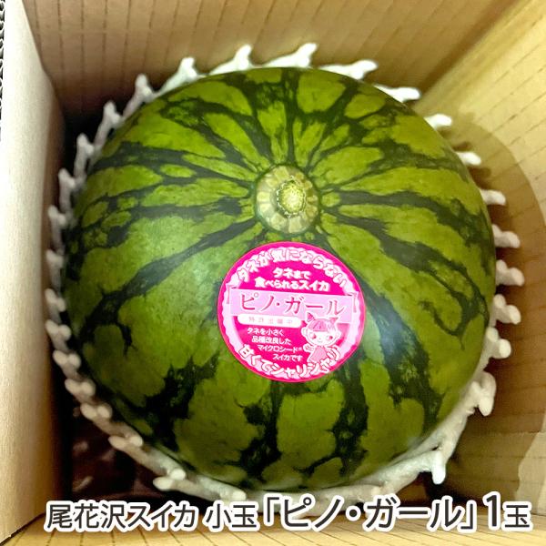 【発売日：2026年07月17日】山形が全国に誇るブランドスイカ「尾花沢スイカ」。今回は、小さい種が特徴の小玉品種「ピノ・ガール」をご紹介します。シャリ感のあるさわやかな味わいが自慢！お盆の手土産にもおすすめですよ。東海林農園は、スイカの名...