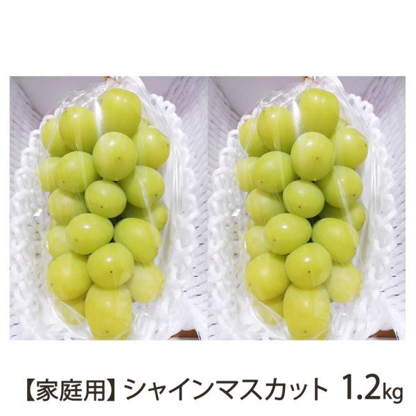 【発売日：2026年09月27日】水はけの良い土壌で育ったシャインマスカット。たっぷりと光合成をさせながら、十分に甘みがのるまで樹に実らせました。芳醇でフルーティーな香りと、深みのある甘さをお楽しみください！生きものや環境にやさしい「持続可...