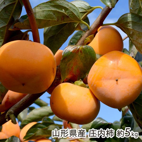 【発売日：2026年10月17日】「庄内柿」は、山形の特産品として知られるブランド柿。収穫後、丁寧に渋抜きすることで、まろやかな甘みの柿に仕上がります。日を置くほどにやわらかくなるため、お好みの追熟具合でお楽しみください！山形県の特産品とし...