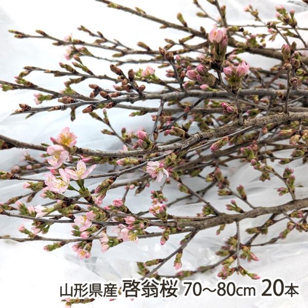 【発売日：2025年12月28日】促進栽培によって、冬に花を咲かせるめずらしい桜「啓翁桜」。月山や朝日連峰を望む自然豊かな環境で、農薬や化学肥料に頼らず手間ひまかけて育てました。新年のお祝いや記念日の贈り物にどうぞ！Organic Styl...