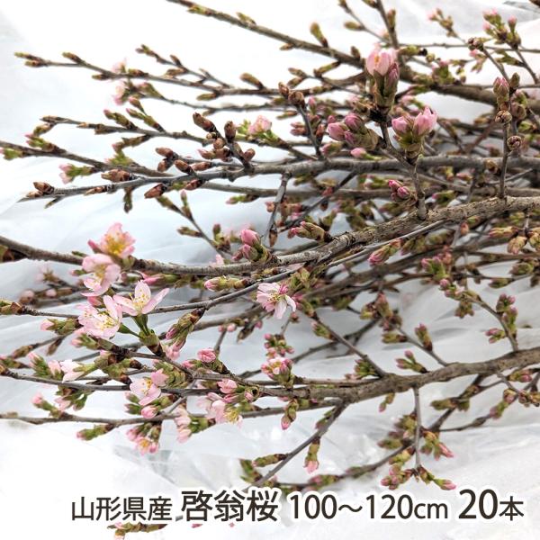 【発売日：2025年12月28日】促進栽培によって、冬に花を咲かせるめずらしい桜「啓翁桜」。月山や朝日連峰を望む自然豊かな環境で、農薬や化学肥料に頼らず手間ひまかけて育てました。新年のお祝いや記念日の贈り物にどうぞ！Organic Styl...
