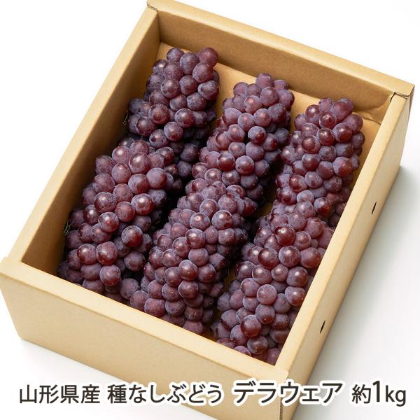 【発売日：2026年07月07日】太陽の光と愛情をたっぷり受けて育ったデラウェアは、ひと粒かじった瞬間に広がる濃厚な甘みと、爽やかな後味が魅力。種なしで小粒だから食べやすく、つい手が止まらなくなる美味しさです。高畠町の「相良果樹園」より、デ...