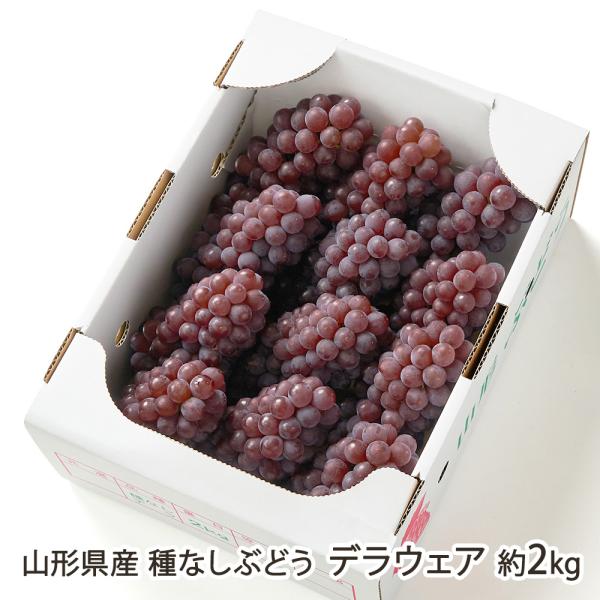 【発売日：2026年07月07日】太陽の光と愛情をたっぷり受けて育ったデラウェアは、ひと粒かじった瞬間に広がる濃厚な甘みと、爽やかな後味が魅力。種なしで小粒だから食べやすく、つい手が止まらなくなる美味しさです。高畠町の「相良果樹園」より、デ...