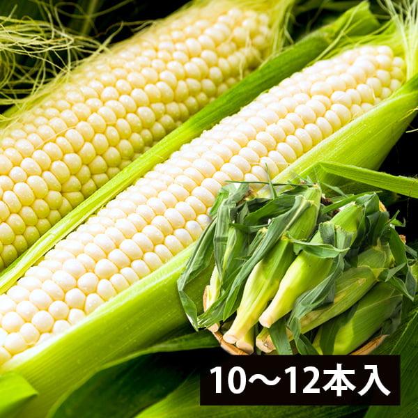 貴重な白いとうもろこしホワイト・ラテ（ピュアホワイト）です！甘くてコクのある味わいです！朝どりをその日のうちに発送します！