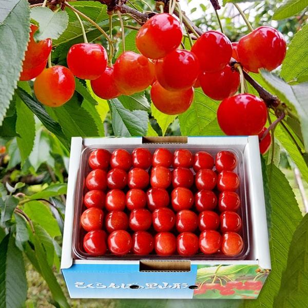 エコファーマー佐藤果樹園がつくる安心安全なさくらんぼです。甘みと酸味のバランスがとれたさくらんぼ佐藤錦をどうぞお楽しみください。ご贈答にも最適です。