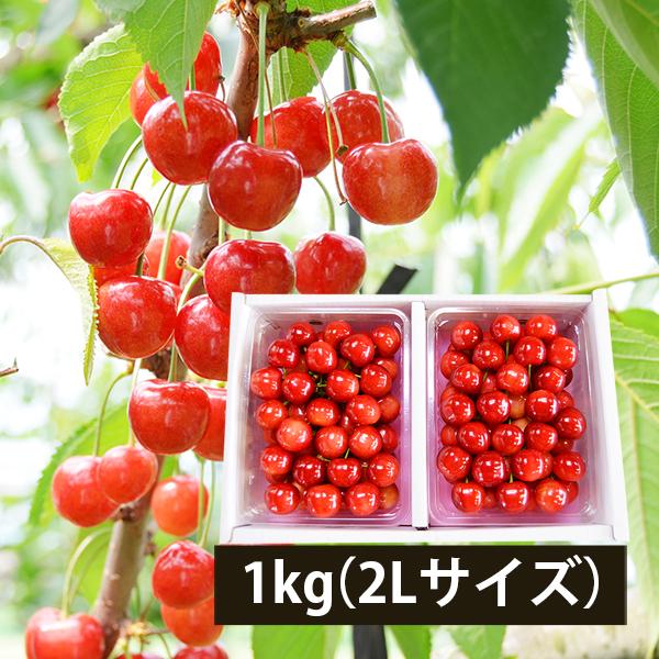 食べ応えのある大粒2Lサイズです。甘くて爽やかな味わいの佐藤錦をぜひどうぞ。ご贈答にも最適です。