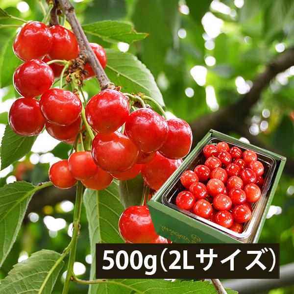 2L以上の大粒で実に張りがあり、酸味控えめで甘さが感じられることで人気の紅秀峰です。見た目にも美しく、大切な方へのご贈答用に最適なさくらんぼです。