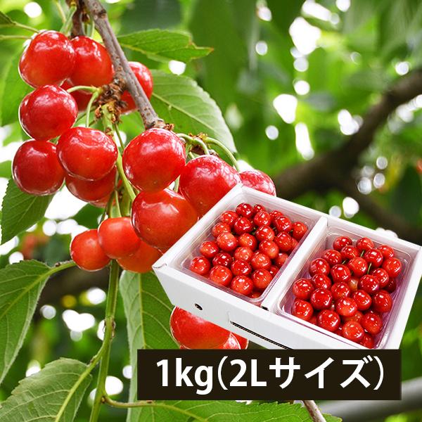 2L以上の大粒で実に張りがあり、酸味控えめで甘さが感じられることで人気の紅秀峰です。見た目にも美しく、大切な方へのご贈答用に最適なさくらんぼです。