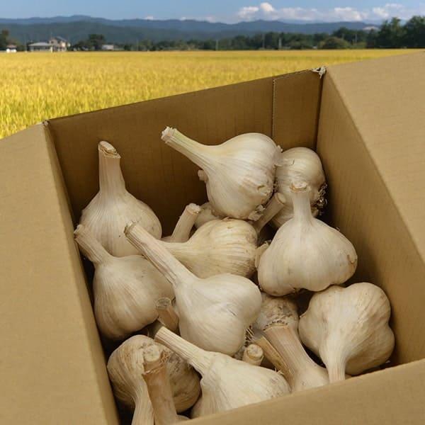 仲島農園仲島屋が栽培している生にんにくは、粒が大きくて甘みがあり、またにんにく本来のしっかりとした辛みが感じられるのが特徴です。にんにく本来の美味しさが詰まった、安心・安全なオーガニックにんにくをお楽しみください！