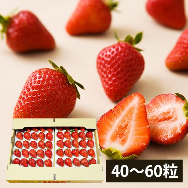甘さだけでなく、いちご本来のしっかりとした酸味も感じられる完熟の夏いちごをぜひ味わってみませんか？