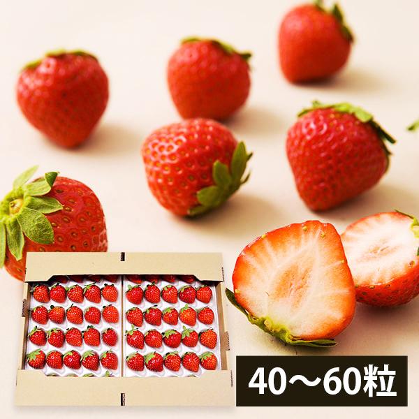 いちご本来のしっかりとした酸味が感じられる完熟の夏いちごをぜひ味わってみませんか？