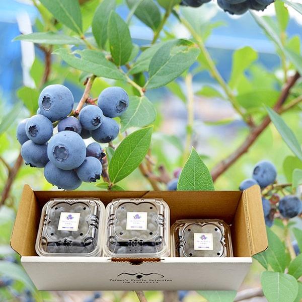 甘くてみずみずしい！農薬を使わず大切に育てたブルーベリー「ガイアの雫」