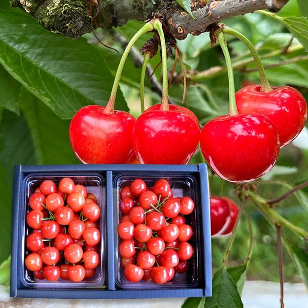 佐藤錦の中でも大粒とされる2Lサイズ！ご贈答にも最適です。甘くて爽やかな初夏の味わいをお楽しみください。