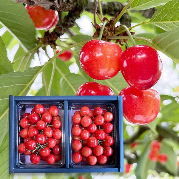 超大粒3Lサイズ以上で食べごたえたっぷりの紅秀峰です。ご贈答にもおすすめです。