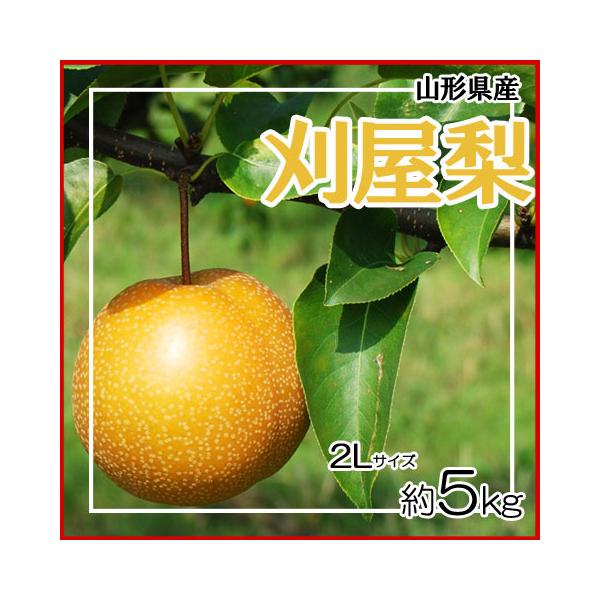 【発売日：2026年09月13日】＼しゃきっとした歯ごたえがたまらない／送料無料♪【山形県産刈屋梨】あふれる果汁と極上の甘さ♪【内容量】約５キロ（１２玉〜１６玉前後）【発送について】2026年9月中旬頃よりご予約受け付け順に発送開始予定《収...