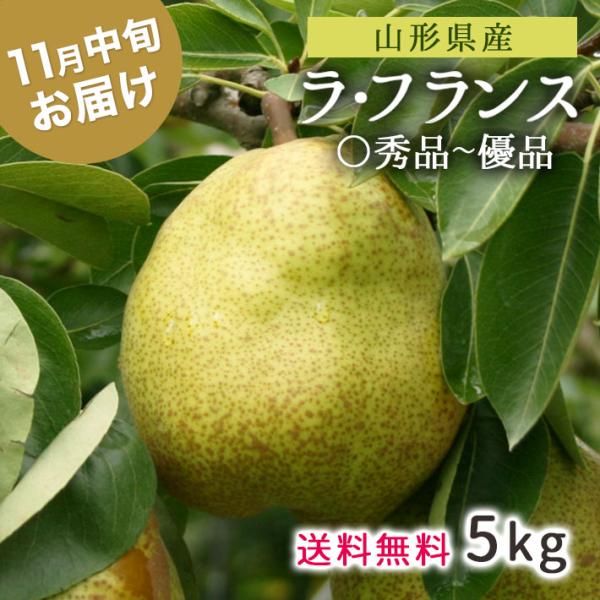 名称:ラフランス(〇秀〜優)産地： 国産（山形県天童市）内容量： 約5kg（サイズ、玉数お任せ）〇秀〜優品です。贈答用、ご自宅用に。送料： 常温11月中旬から順番に発送いたします。