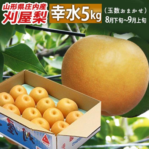 【発売日：2021年08月10日】名称：和梨産地名：山形県酒田市刈屋地区発送時期：9月上旬頃（天候に左右されやすいので、発送時期は前後する場合がございます)内容量：約5kg（玉数おまかせ）生産者：刈屋梨出荷組合発送方法：常温保存方法：ご到着...