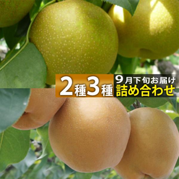 ■品種説明旬の品種を生産者お任せ2〜3種類詰め合わせでお届けします。収量が少なく、市場に出回らない希少な品種が入るかも！お楽しみに。■出荷時期9月下旬〜11月上旬頃発送予定■生産地山形県酒田市刈屋地区■品質保証商品到着日のみ（必ず商品到着後...