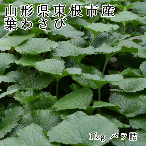 ■商品詳細この季節しか食べられない貴重品。軽く湯がいてサラダ、ふすべ漬など。葉わさび1kgバラ詰でお届けします。たくさん食べる方にはお得です。■商品の特徴この葉にもやはりワサビ特有のさわやかな辛味と風味を感じることができます。ワサビの葉は、...