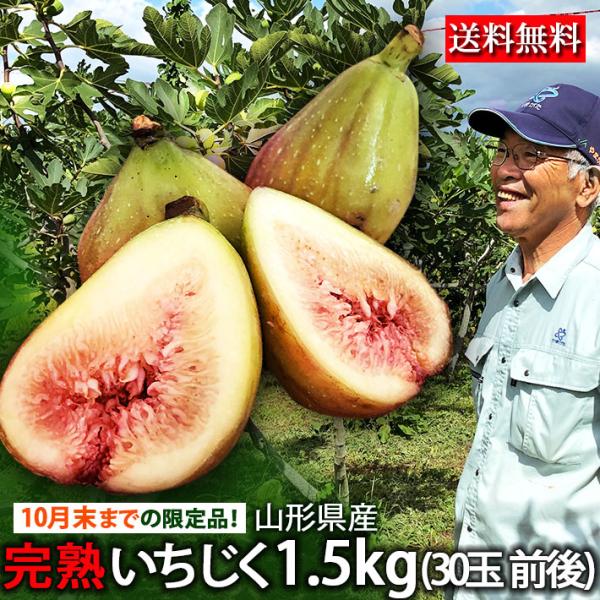 山形県産在来種のブルンスイックという希少な品種のいちじく。独特の甘みと食感がクセになります！【商品内容量】生産地：山形県産品種：ブルンスウイック内容量：1.5kｇ（30玉前後）。数の指定は出来ません。日時指定お受けできません。時間指定のみお...