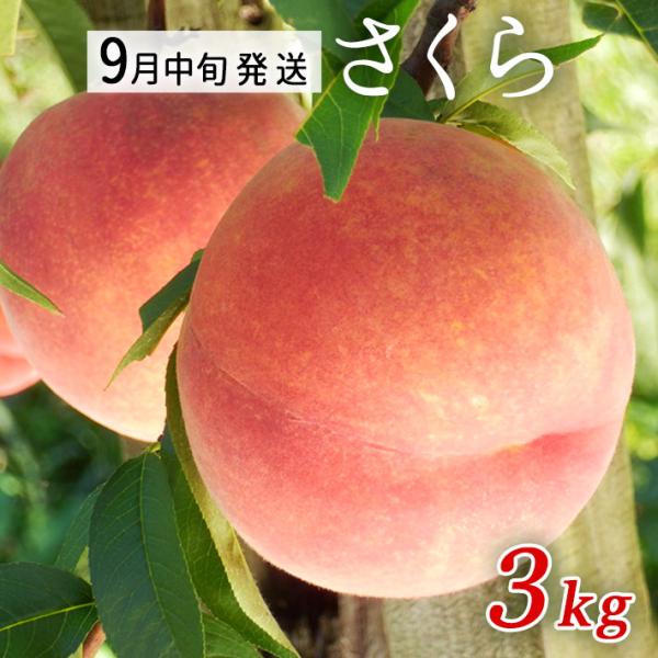 9月末お届けのきれいな桜色の桃。とても甘い品種。【注意：日付指定不可】硬い状態でも甘く美味しくお召し上がりいただけます。到着後２，3日ほど常温で置くとやわらかくなります。食べる直前に冷蔵庫で2時間ほど冷やしてお召し上がり下さい。冷蔵庫で保管...
