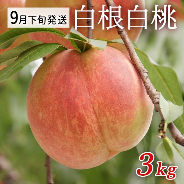 ■商品説明山形県産白桃　白根白桃 約3kg 玉数おまかせ品質保証：到着日限り（発送日から2日以内）■品種説明新品種：白根白桃品種について品種：白根白桃（しろねはくとう）白根白桃(しろねはくとう)は新潟県白根地区原産の桃。果肉の白さ、柔らかく...