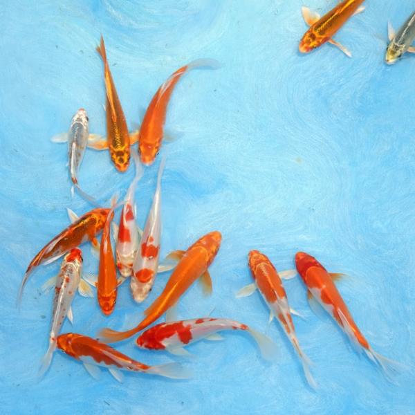 【商品説明】錦鯉とインドネシアのヒレナガゴイの交配品種で、ヒレが長いのが特徴です。成長すると60cm位まで大きくなります。※必ずしもヒレが長くなるとは限りません。・品種：光り物、変わり物など・サイズ：L(約15-18cm)・入数:3匹・小千...