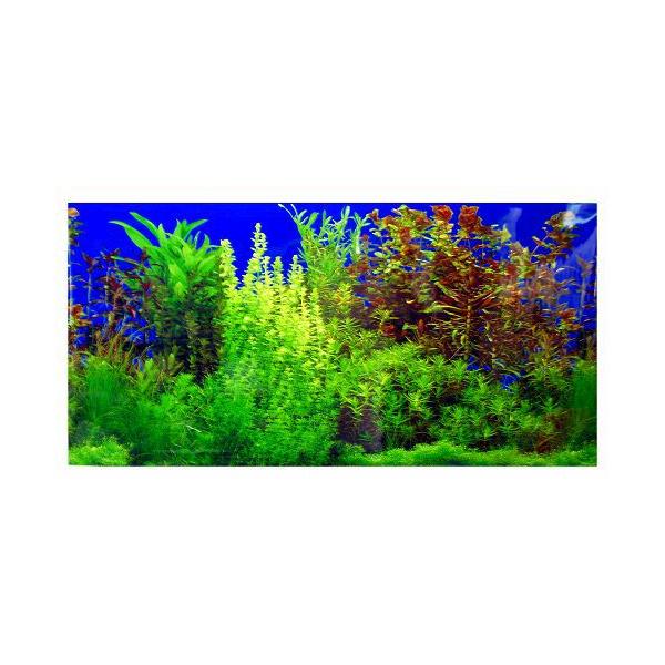 【特長】美しい水草模様の90cm水槽用バックスクリーン。水草レイアウトをより美しく引き立てます【仕様】・サイズ：縦450×横890(mm)・適合水槽：90cm水槽※ワイド900などにはカットしてご使用下さい。※80cmほどの水草の絵柄を連続...