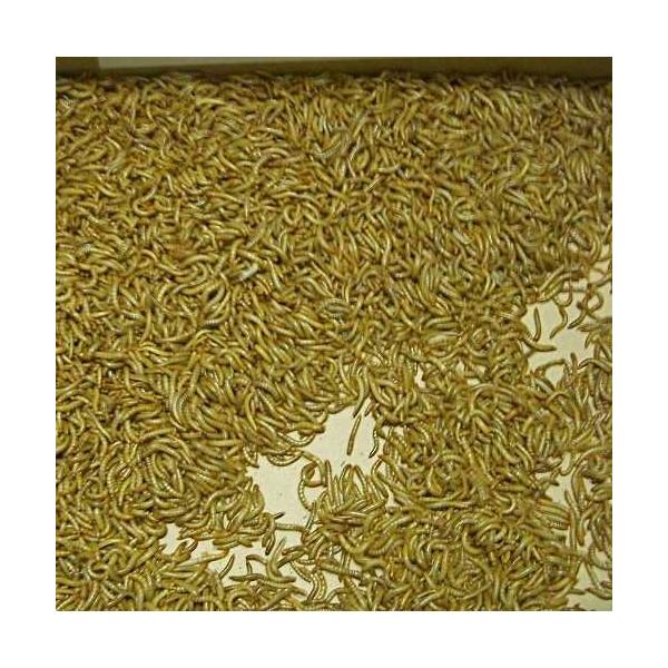 【特徴】 洋鳥・和鳥・観賞魚・爬虫類・両生類・小動物などほとんどのペット類の飼料、そして食欲減退の補助食品としてカロリーの高い生餌です。・内容量：約1kg ・10℃前後の低温（冷蔵庫）で保管してください。※ヤマト運輸クール便での発送です。※...