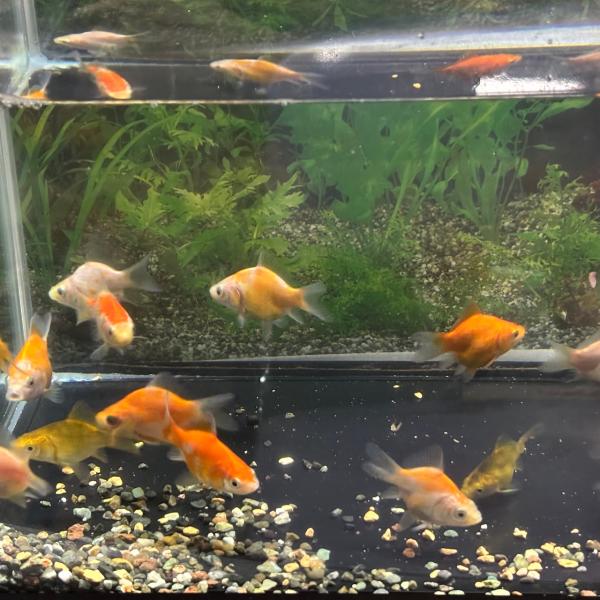 【特長】玉サバは長岡市山古志村で生み出された品種で、玉のような体型が特徴。寒さに強く丈夫です。※今年の6月に生まれた子です。・サイズ：新仔(約4-5cm）・入数：5匹・生産地：長岡市※写真はイメージです。サイズは頭から尾ひれの先が目安です。...