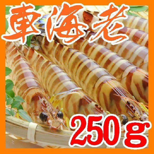 刺身（生食用）、エビフライ、天ぷら、鍋物、焼物などに…山口県秋穂は、車海老（車えび・車エビ）発祥の地、“活きの良さ、ぷりぷりの食感と甘〜く美味しい”極逸品をお届けします。　調理方法は入れてあります　　