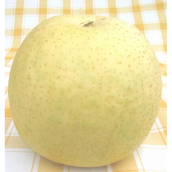 2.5ｋｇ（5個〜6個）山口県周南市の北部、山間の自然豊かな小さなまち須金。そんな美しい景色に囲まれ、1951年の創業より今日まで三代に渡り、太陽の恵みときれいな水からおいしい果物を作ってきました。山だから昼夜の温度差が激しく甘みが強いので...