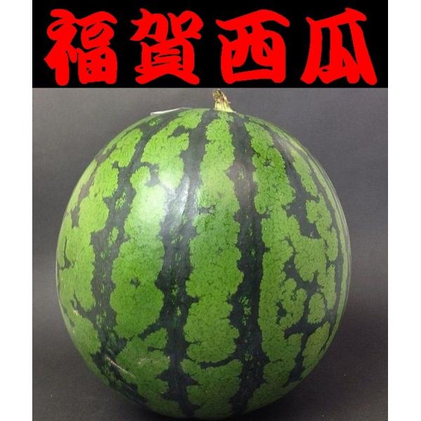 阿武町福賀地区は、標高３５０〜４００ｍの準高冷地で寒暖の差が大きい地域です。耕畜連携の堆肥を使用して、１株１果取りで高品質でより糖度の高いスイカを追求してきました【お召し上がり方】冷蔵庫などで1〜2時間冷やしてからお召し上がりください。あま...