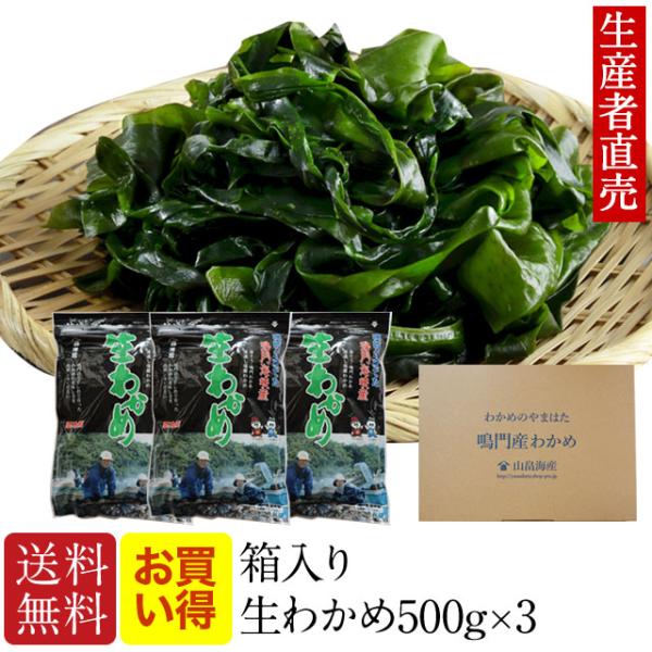 『生産者から直送』【お買い得500g×3個セット】　鳴門海峡産　送料無料でお届けします！！