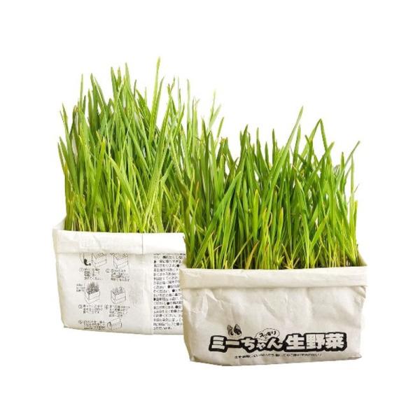 ●ネコちゃんが食べる野菜を栽培するセットです●水を注ぐだけでグングン成長します●毛づくろいと一緒に飲み込んだ毛をすっきり吐き出させます