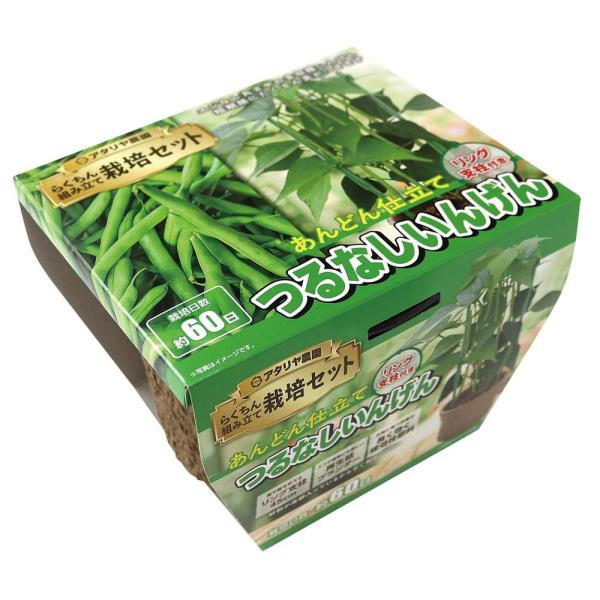 ●草丈が低くコンパクトな草姿が特徴の作り易いつるなしいんげんです●実付きが良く次々に収穫できる多収タイプで、家庭菜園にもおすすめです