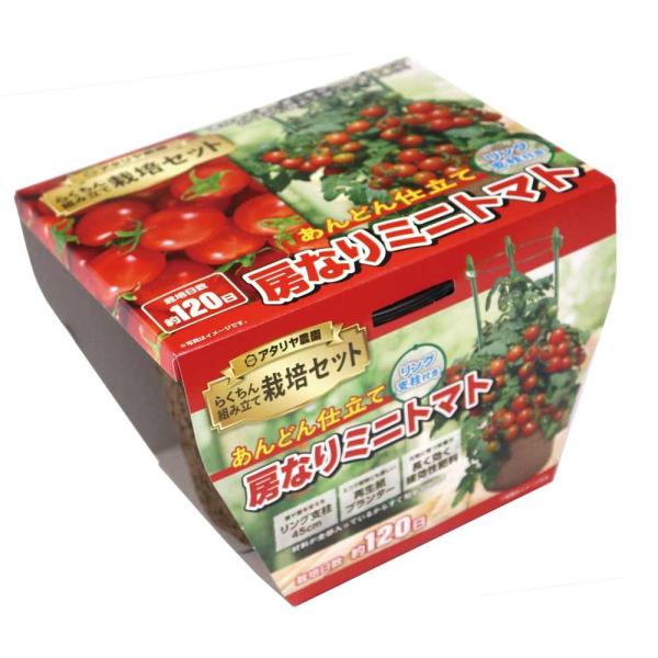 ●コンパクトに育てられる房成の真赤なミニトマトです●ベランダや窓辺で手軽に栽培できるので、初心者にもおすすめです●種まき後、120日ほどで収穫できます