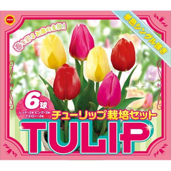 ●チューリップ栽培セット●単色シングル咲き●レッド2球・ピンク2球・イエロー2球の球根栽培を楽しめます