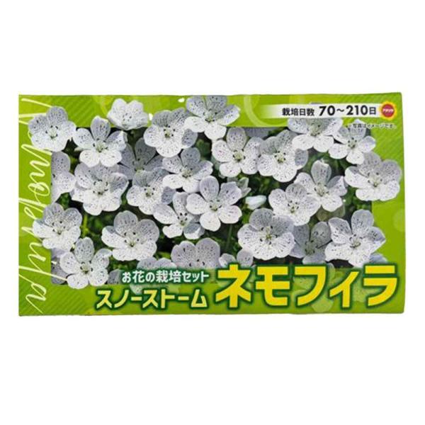 ●水だけで栽培できる、お花の栽培セット●人気のかわいい小輪のお花がボリュームいっぱいに開花します●スノーストームは、白い花にドットが特徴的な可憐なネモフィラです