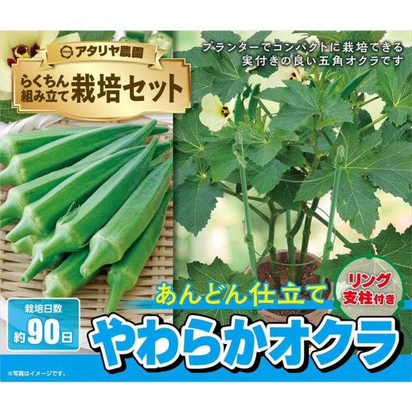 ●リング支柱付き栽培セット●ベランダやプランターでも栽培ができる、コンパクトタイプのオクラです●実付きがよく、次々と収穫できます●莢の色が濃い緑色で、柔らかい食感です