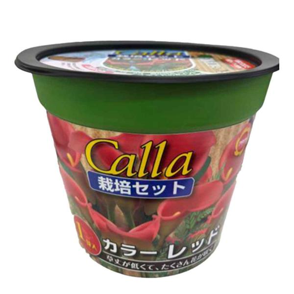 ●玄関先・ベランダで栽培が楽しめます●草丈が低く、たくさん花が咲きます