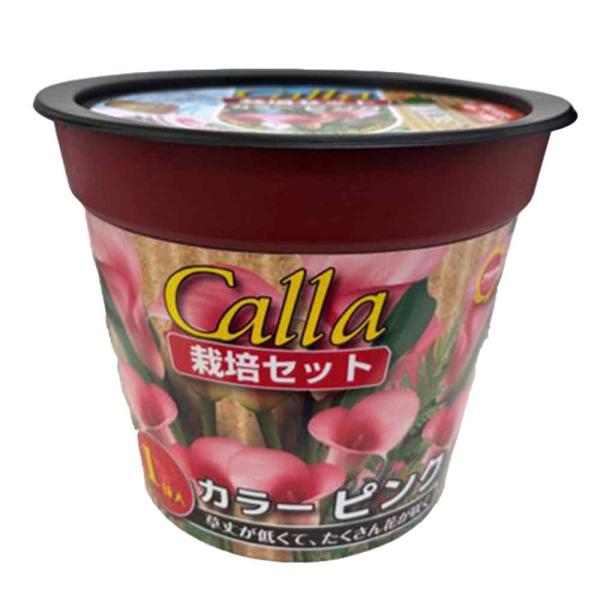 ●玄関先・ベランダで栽培が楽しめます●草丈が低く、たくさん花が咲きます