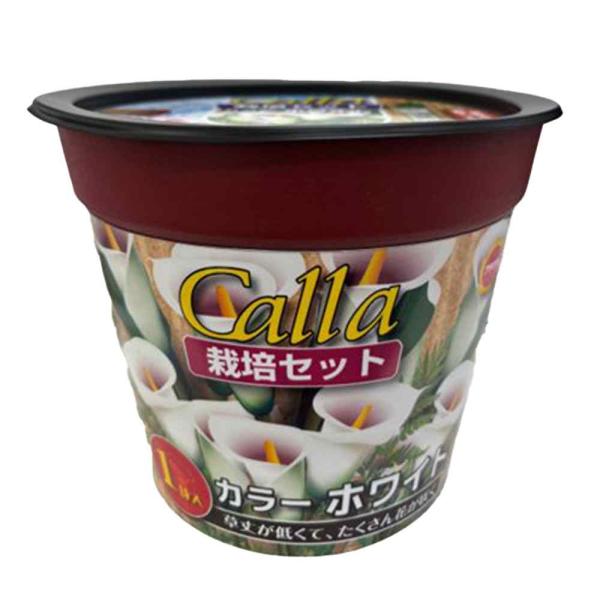 ●玄関先・ベランダで栽培が楽しめます●草丈が低く、たくさん花が咲きます