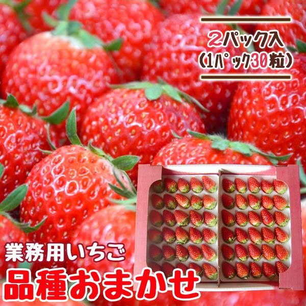 【※同梱不可商品です※】【※10,000円以上送料無料条件の対象外です※】“いちご王国”として知られる宮城県山元町で育った、山元いちご農園の完熟いちごです。ハウスでたっぷりと太陽を浴び、ヘタの近くまで真っ赤に色づいたものだけを朝摘みし、その...