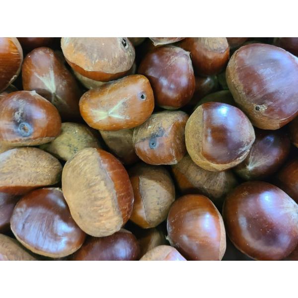 産地：熊本県内容量：１ｋｇ保存方法：長期保存は、冷蔵庫で