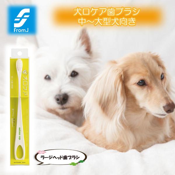 中〜大型犬の歯を磨けるように開発した本格的な歯ブラシです。 ワンちゃんの口の形状を考慮し、ブラシ部は柄に対して１５° 傾斜しているので操作性がよく、歯に付着した歯垢を効果的に除去できます。日本製　◇ 使用方法 ◇毛先を上手に使って、歯と歯ぐ...