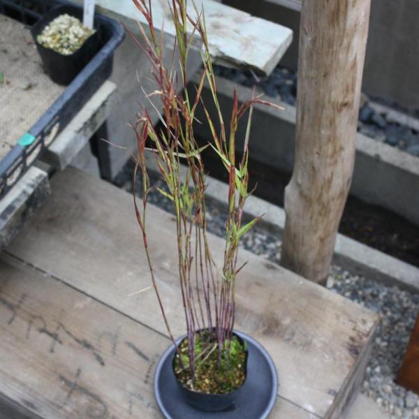 ベニアシ　ポット苗【年　生】　多年草(宿根草)【花　色】　観葉【花　期】　秋【草　丈】　50cm【日　照】　日向【耐寒性】　寒さに強い（耐寒性あり）