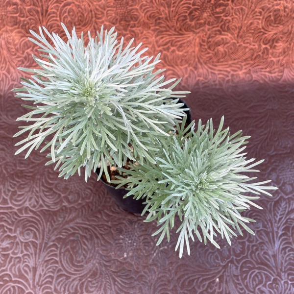 アサギリソウ　ポット苗【学　名】　Artemisia schmidtiana【年　生】　多年草(宿根草)【花　色】　黄【花　期】　初夏【草　丈】　20cm【日　照】　日向【耐寒性】　寒さに強い（耐寒性あり）