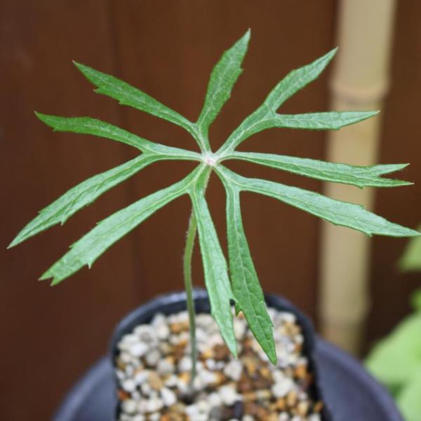 中国ヤブレガサ　ポット苗【学　名】　Syneilesis aconitiforia【年　生】　多年草(宿根草)【花　色】　白【花　期】　初夏【草　丈】　40cm【日　照】　半日陰【耐寒性】　寒さに強い（耐寒性あり）