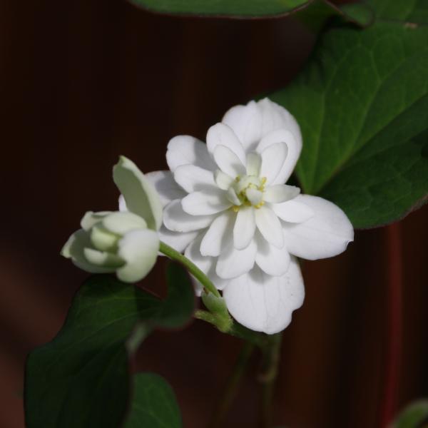 八重咲きドクダミ　ポット苗【学　名】　Houttuynia cordata 'Flore Pleno'【年　生】　多年草(宿根草)【花　色】　白【花　期】　夏【日　照】　半日陰【耐寒性】　寒さに強い（耐寒性あり）八重咲きドクダミは、その特別...